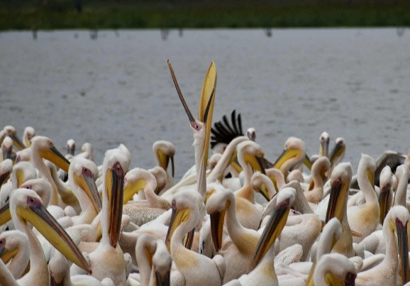 Great Rift Valley にあるケニア湖沼群／Nakuru国立公園 | SDGs